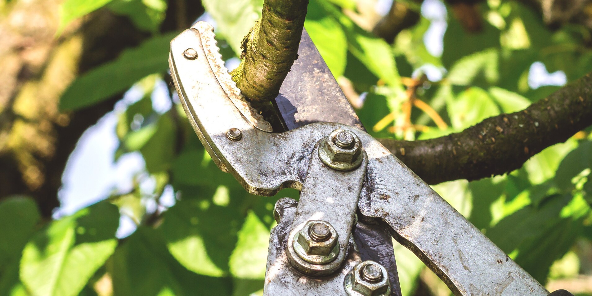 Prune, rake, oil: How to get your garden through the cold days - Galaxus