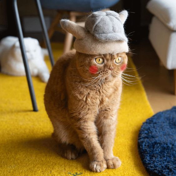 Japanese designer makes cat hair hats Galaxus