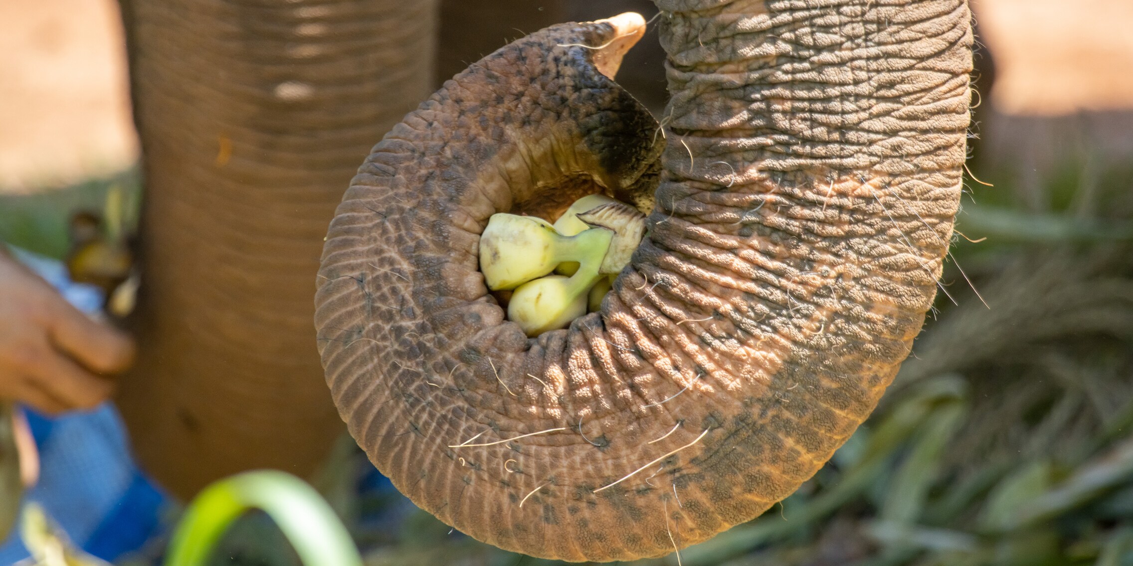 She peels bananas: female elephant enchants scientists - Galaxus