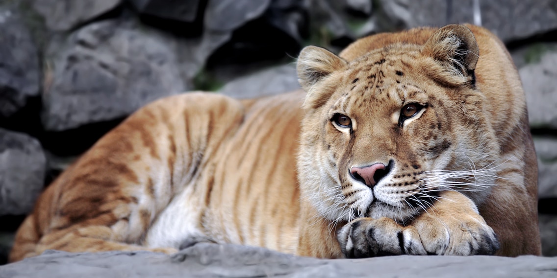Tierische Hybriden – und warum es immer mehr davon geben könnte - Galaxus