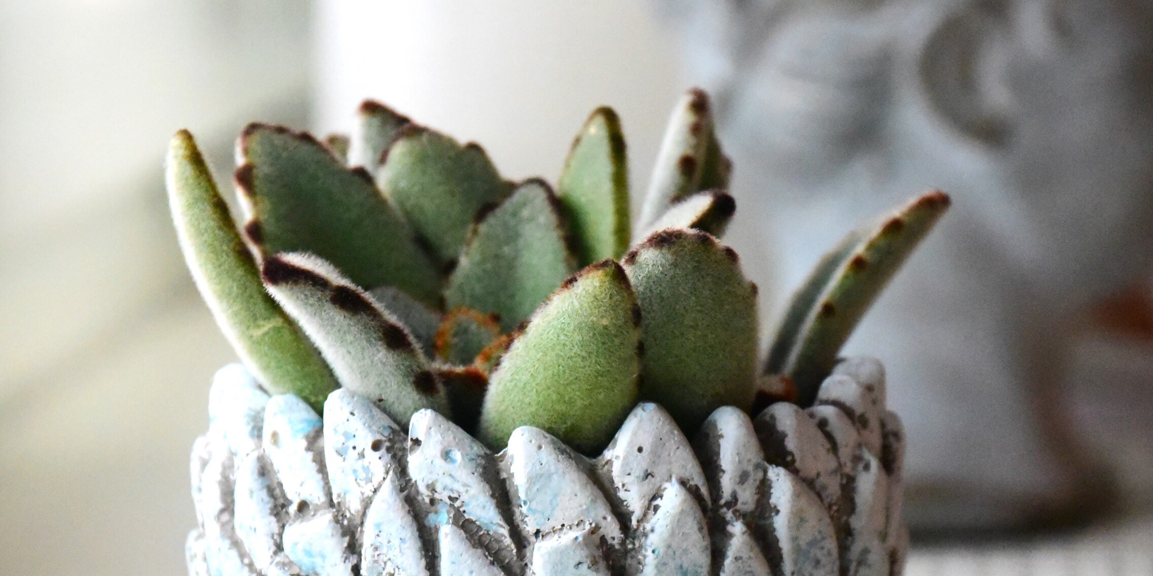 Ode an die Katzenohr-Kalanchoe - Galaxus