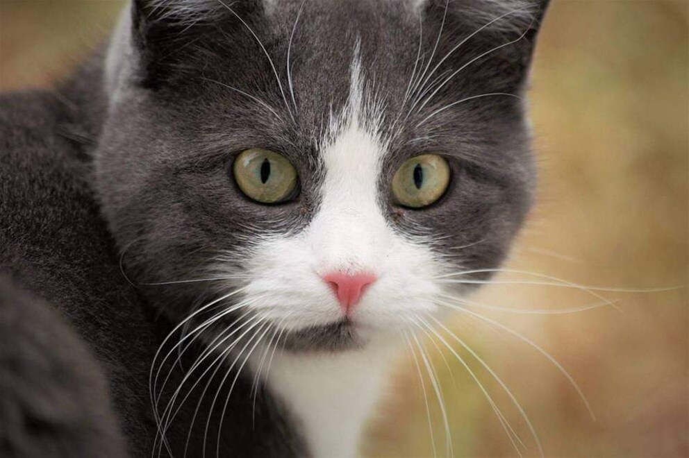 Was du über die Schnurrhaare deiner Katze wissen musst - Galaxus