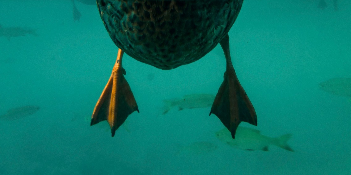 Puces de canard dans la piscine du lac : j'ai été imprudent - Galaxus