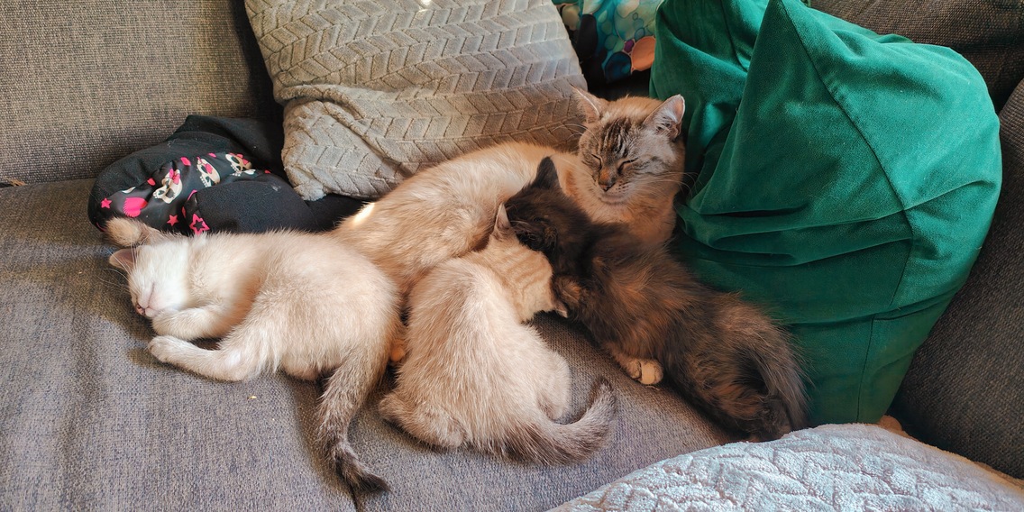 Les adieux doux-amers à deux de nos trois chatons - Galaxus