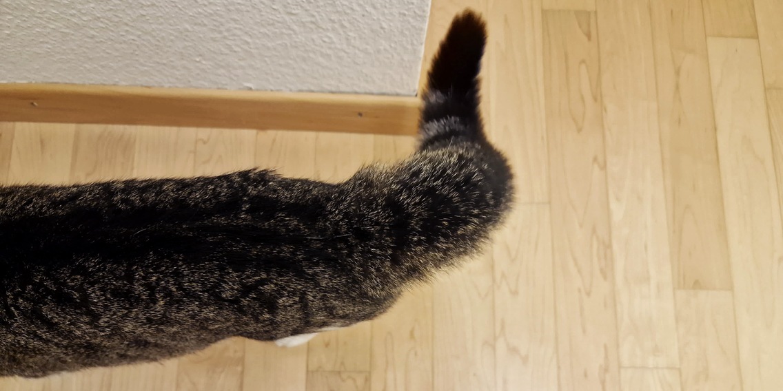 Une queue de chat touffue est synonyme de piloérection - Galaxus