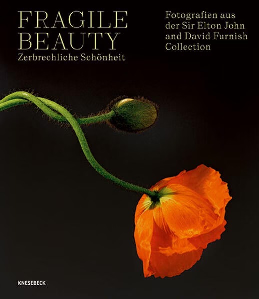 Fragile Beauty – zerbrechliche Schönheit (Deutsch, Lydia Caston, Newell ...