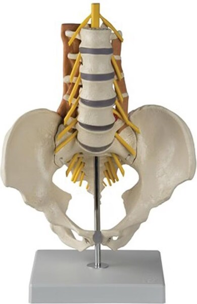 Rüdiger Squelette Bassin, colonne vertébrale lombaire avec muscles ...