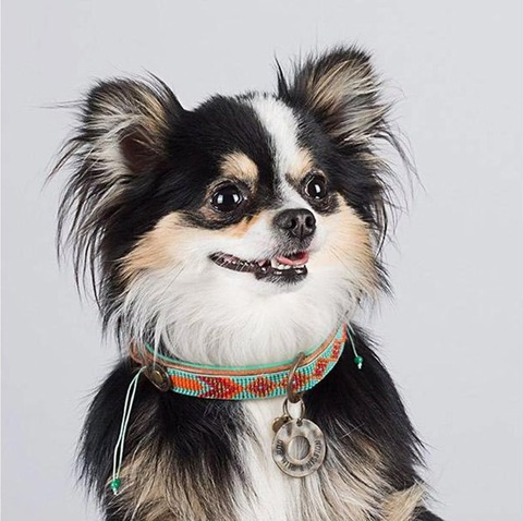 Dog with a mission Paddy Lee (XXS, Hund, Allgemein) - Galaxus