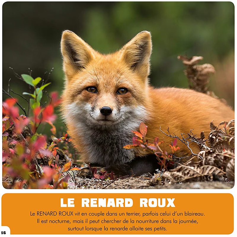 Mon premier animalier / Les animaux nocturnes (Français, 2019, David ...