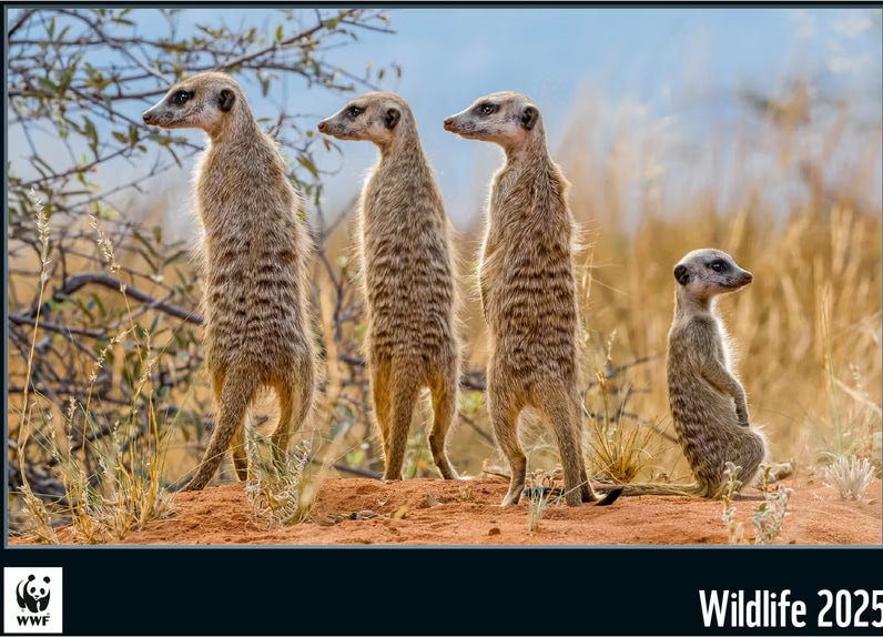 WWF Wildlife 2025 (Kein Einband, Deutsch, Französisch, Italienisch ...