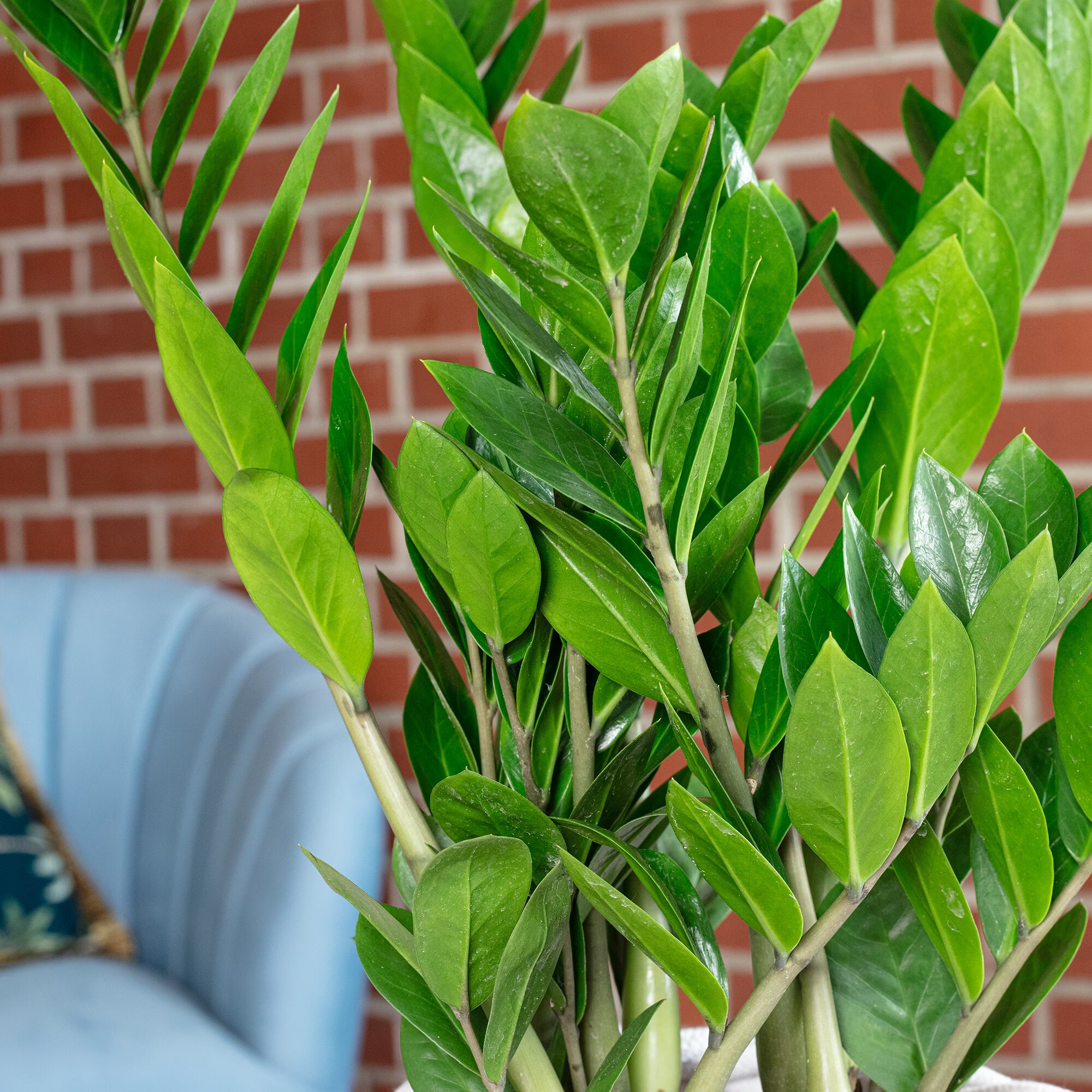 Flowerbox Piuma fortunata - Zamioculcas zamiifolia (55 cm, Pianta da ...
