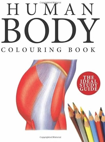 Human Body Colouring Book (Englisch, Peter Abrahams, 2023) - Galaxus